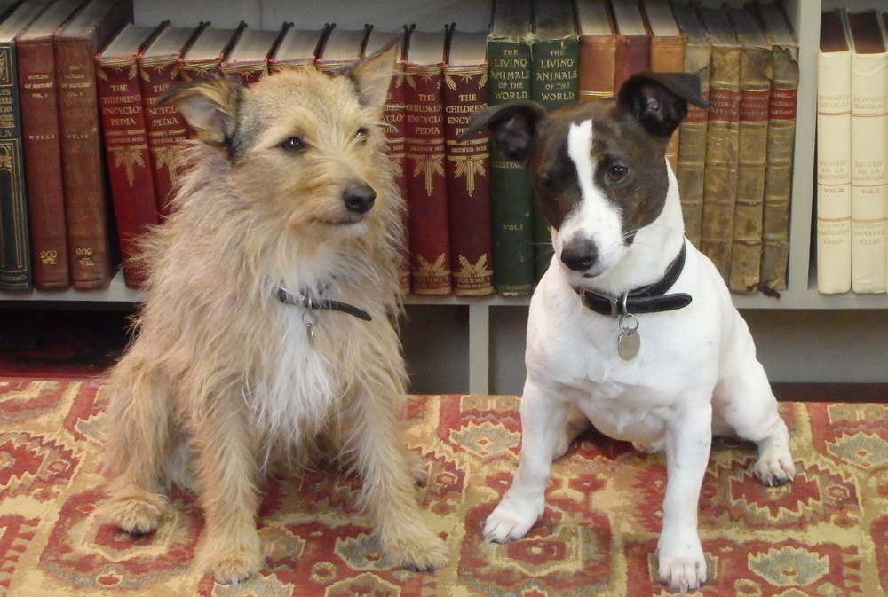 Pewsey's Digger and Mojo: where you can find furniture to fit your home ...