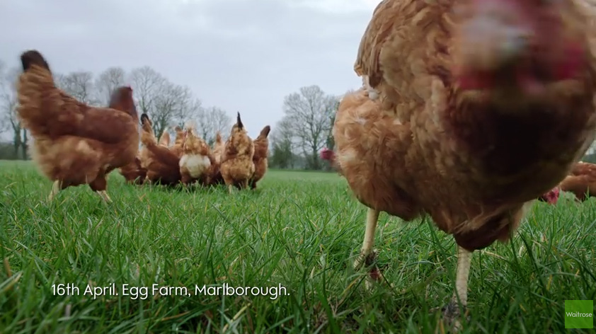 As it says on the TV commercial - these Waitrose free-range eggs come ...