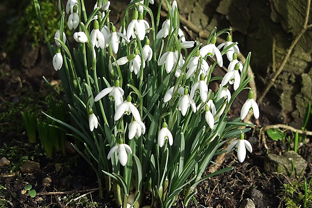 January weather in Marlborough - grey, gloomy but significantly warmer ...